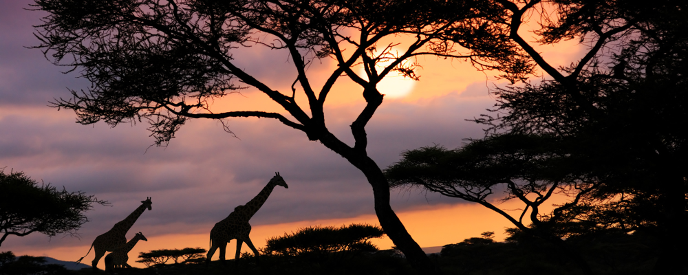 The Best Safari Destinations in Africa – Crystal Travel Blog